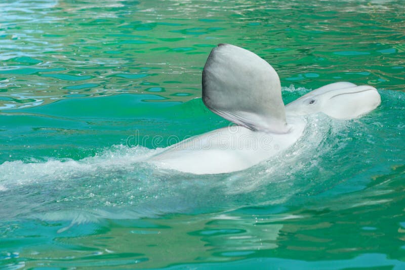 White whale stock photo. Image of mammals, animals, aqua - 5698858