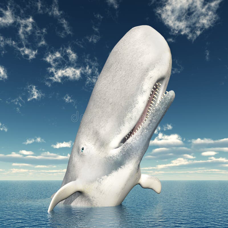 White Whale stock illustration. Illustration of white - 31496791