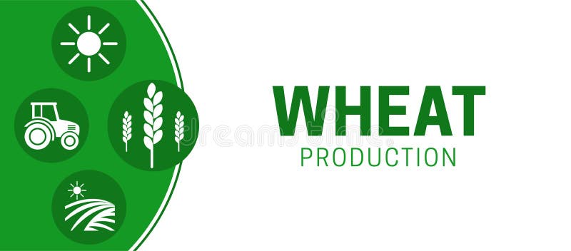 White Wheat Production Banner Illustration Background Stock Vector ...