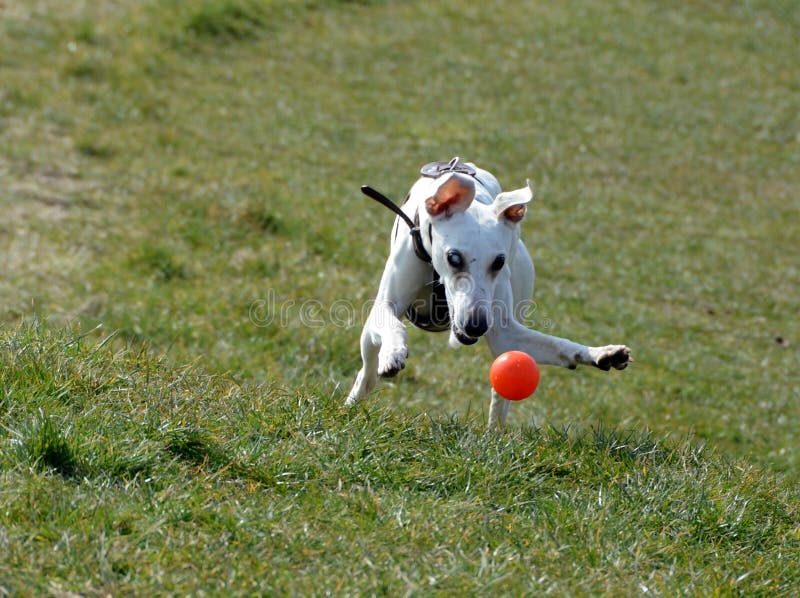 White Whippet Chases an Orange Ball on a Lawn Stock Photo - Image of ...