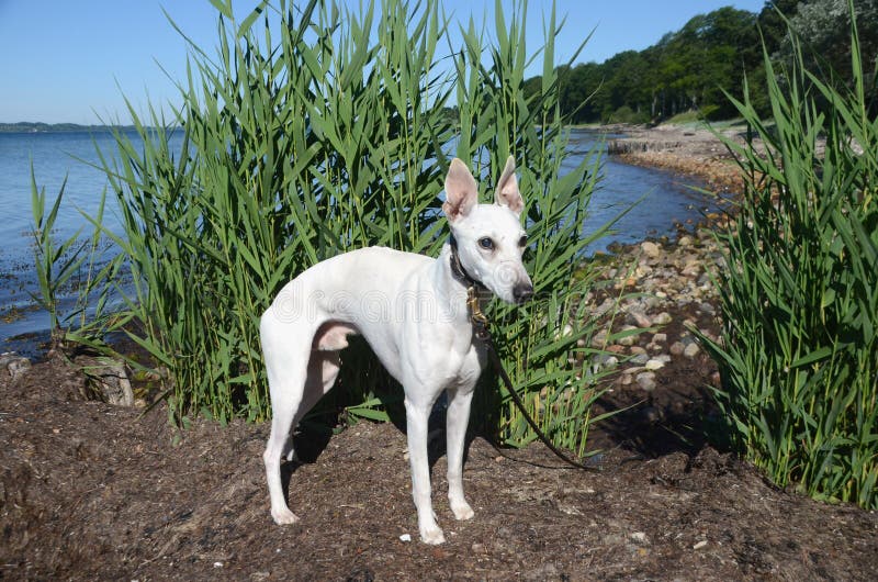 White Whippet Dog Seen in Front View at a Beach with Water in the ...