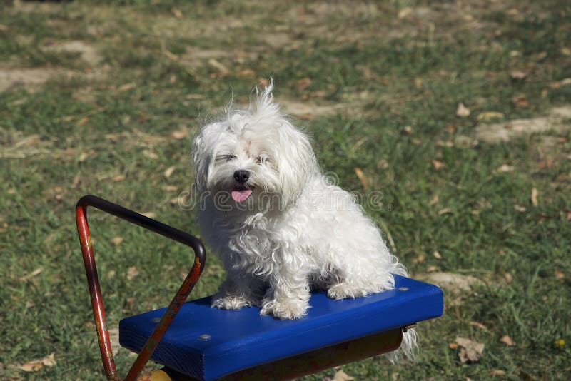 White,white... stock image. Image of blue, rocking, multicolored - 76481713