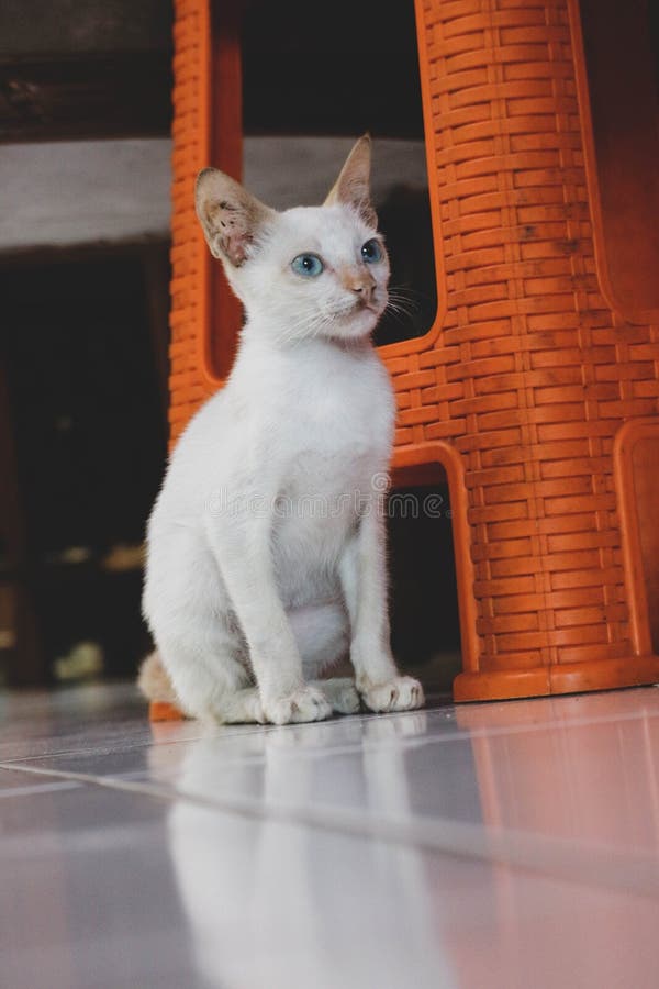 A White Wild Cat Kitten or Stray Cat. this Stray Kitten Has No Home ...