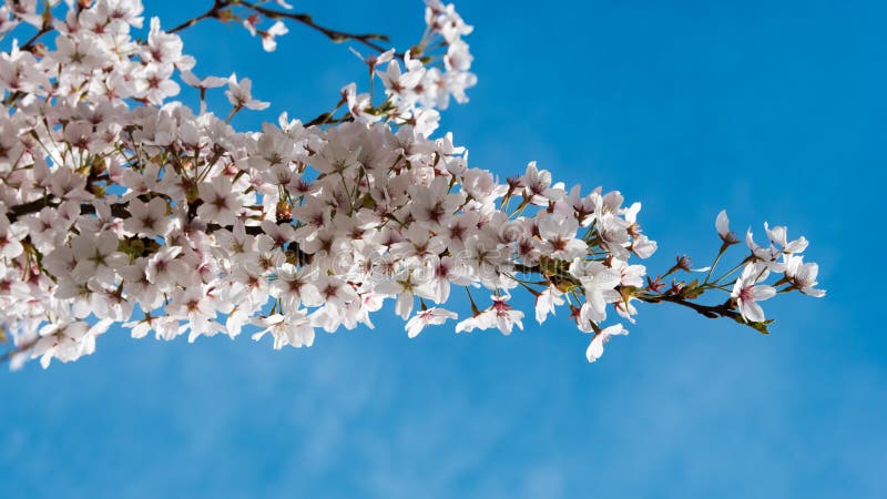 Blooming Cherry Trees on Clear Day with Blue Sky in Spring. Path with ...