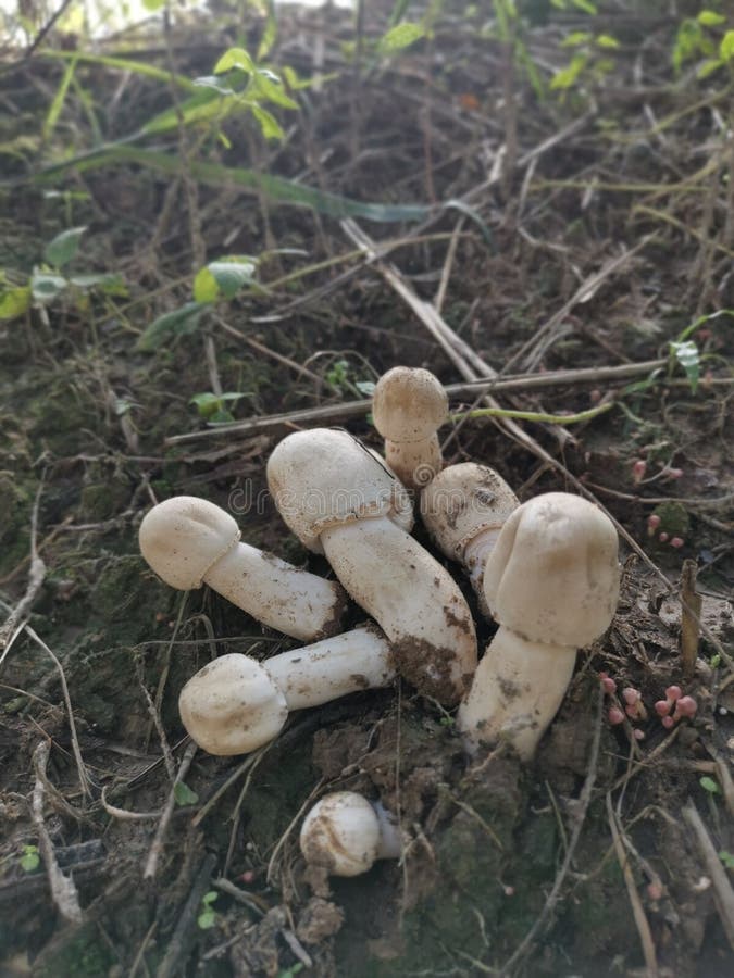 White Wild Common Button Mushroom. Stock Image - Image of fungus ...