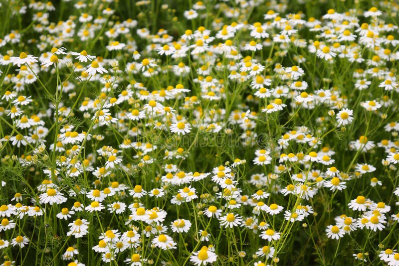 White Wild Daisies Growing in a Field Stock Photo - Image of beautiful ...