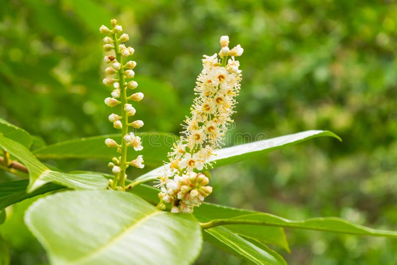 White Wild Flower Blooming and Budding Stock Photo - Image of flower ...