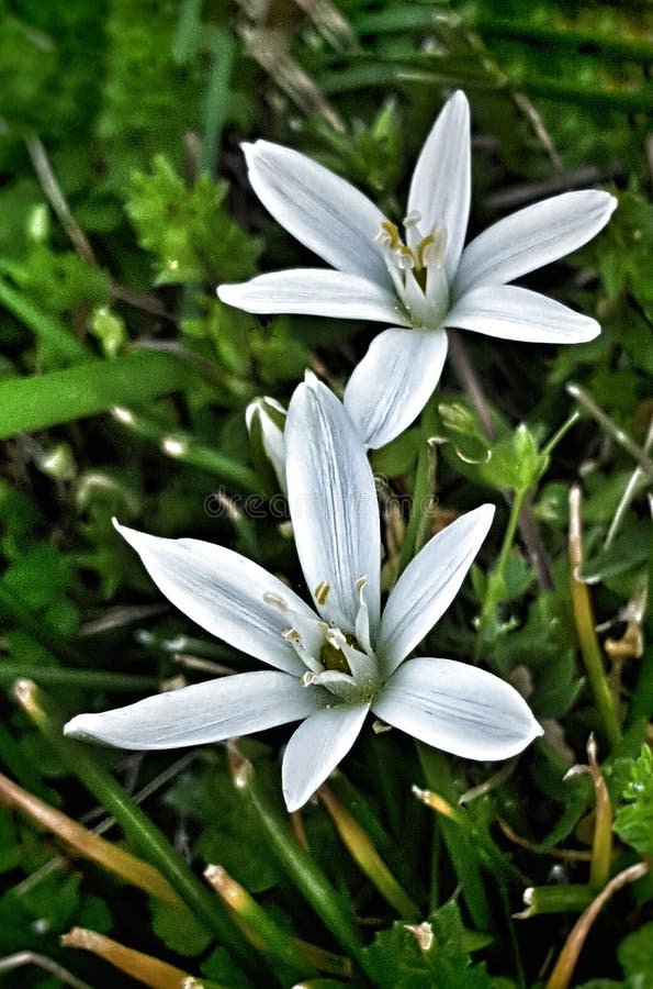 White wild flowers stock photo. Image of white, wild - 101980252
