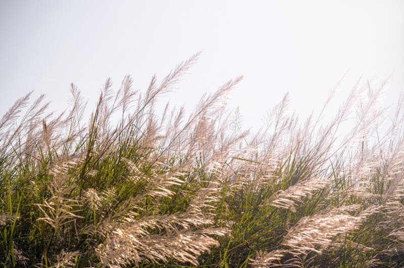 White wild grasses stock photo. Image of meadow, summer - 54120648