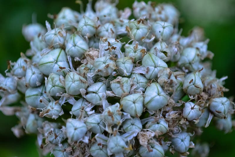 White wild hydrangea stock image. Image of shallow, delicate - 326500891