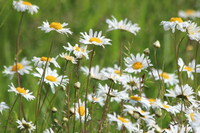 White Wild Long Daisy Flowers in a Park in Utrecht in the Netherlands ...