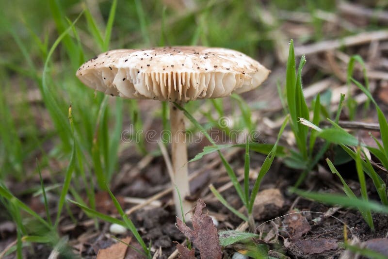 White Wild Mushroom Death Cap Stock Image - Image of white, toxic: 84965965