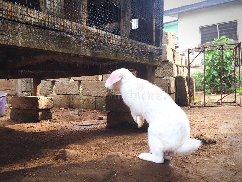 White Wild Rabbits Standing Back View Stock Image - Image of book, ears ...