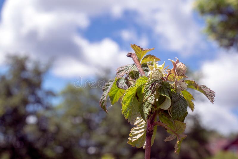 White Wild Raspberry Flower on the Bush in the Forest Stock Image ...