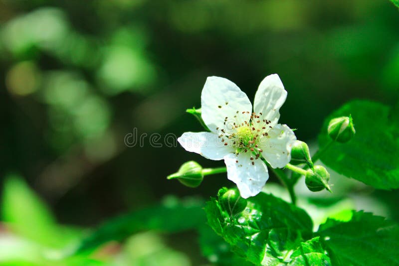 Wild Raspberry from Siberia Stock Image - Image of wild, vitamin: 129189917