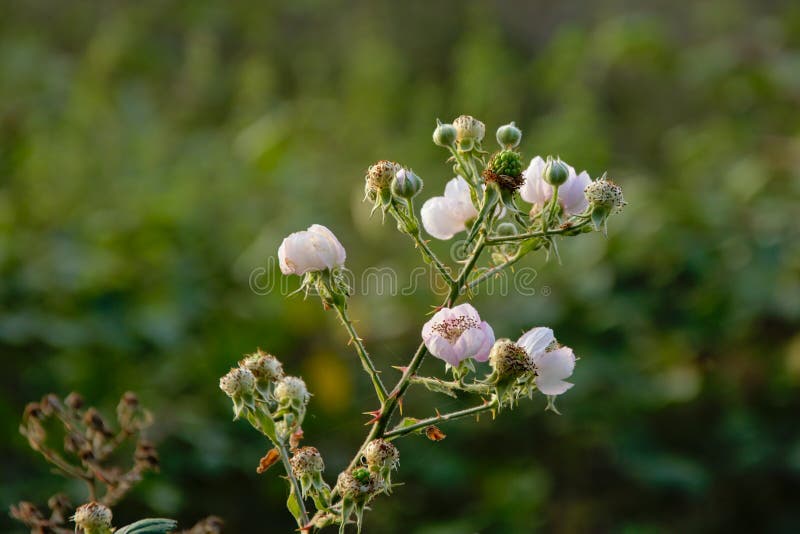 White Wild Raspberry Flowers, Selective Focus - Rubus Idaeus Stock ...