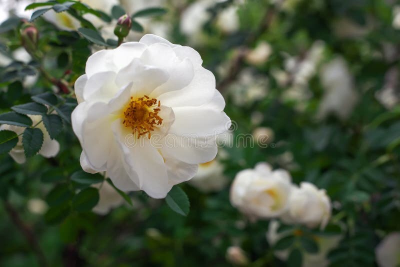 White Wild Rose on the Branch Stock Image - Image of fresh, flowers ...