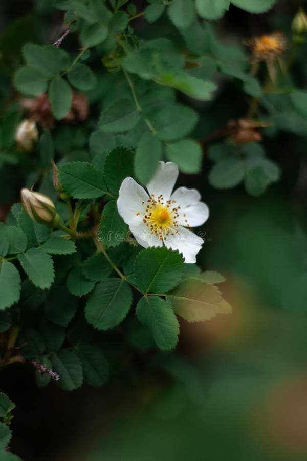 White Wild Rose Flower in a Dark Green Bush Stock Photo - Image of bush ...
