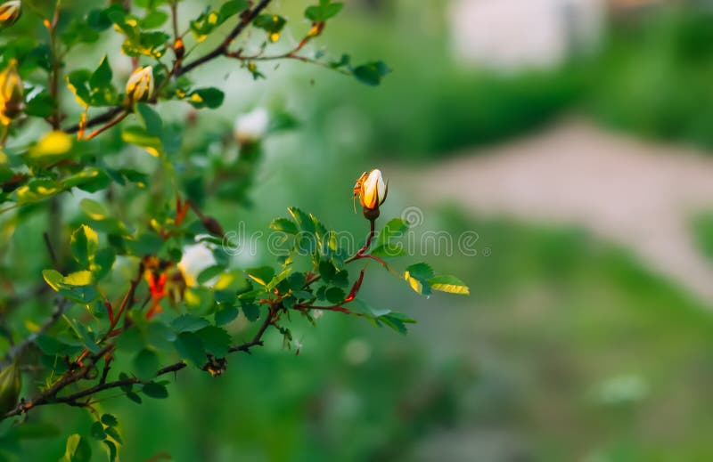 White Wild Roses with Buds in Spring Season Stock Photo - Image of ...
