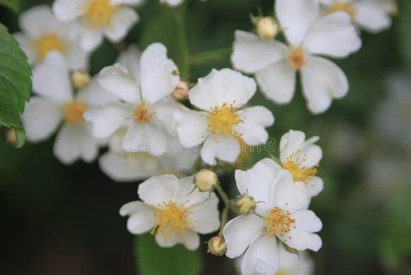 White Wild Roses (Rosa Spp.) Stock Photo - Image of genista, forest ...
