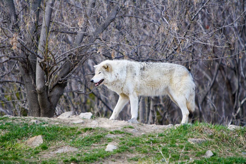 White Wild Wolf in a Forrest Stock Image - Image of dangerous, forest ...