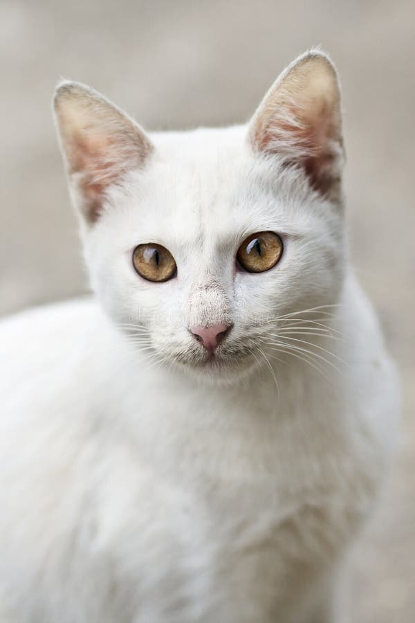 White wildcat stock image. Image of isolated, nature - 93087485