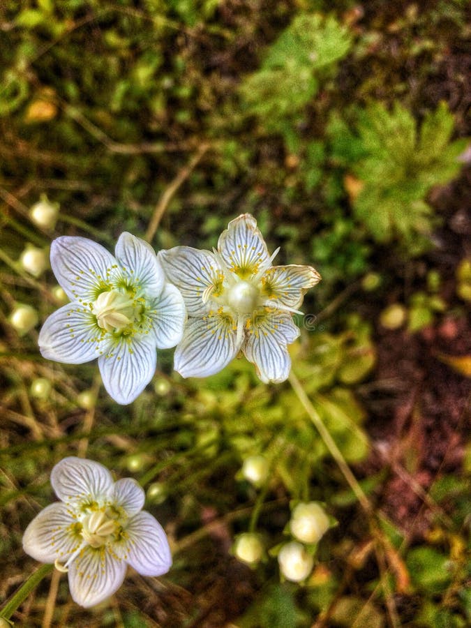 White wildflower stock photo. Image of blossom, white - 123439264