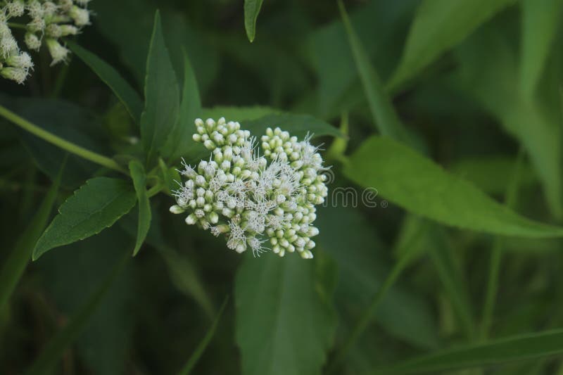 Austroeupatorium Stock Photos - Free & Royalty-Free Stock Photos from ...
