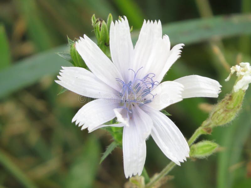White Wildflower stock image. Image of ontario, canada - 63224369