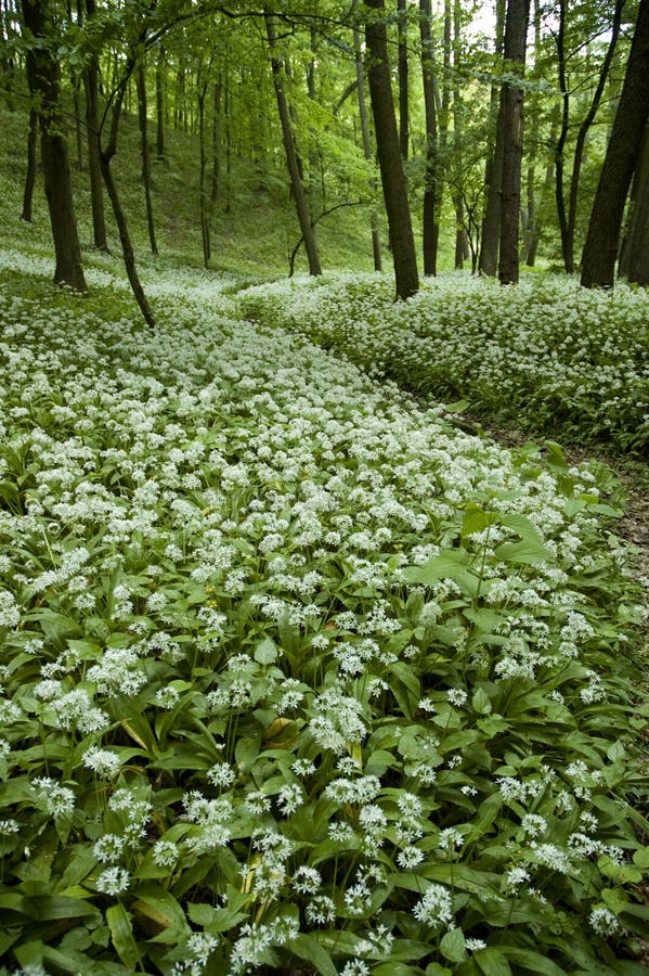 White wildflowers stock image. Image of walking, park - 12668043