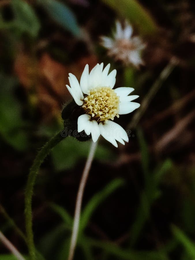 White wildflowers daisies stock image. Image of plants - 56006533