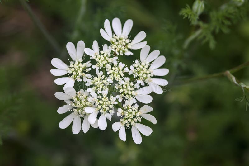 White Wildflowers in Bloom Seen Up Close Stock Image - Image of light ...
