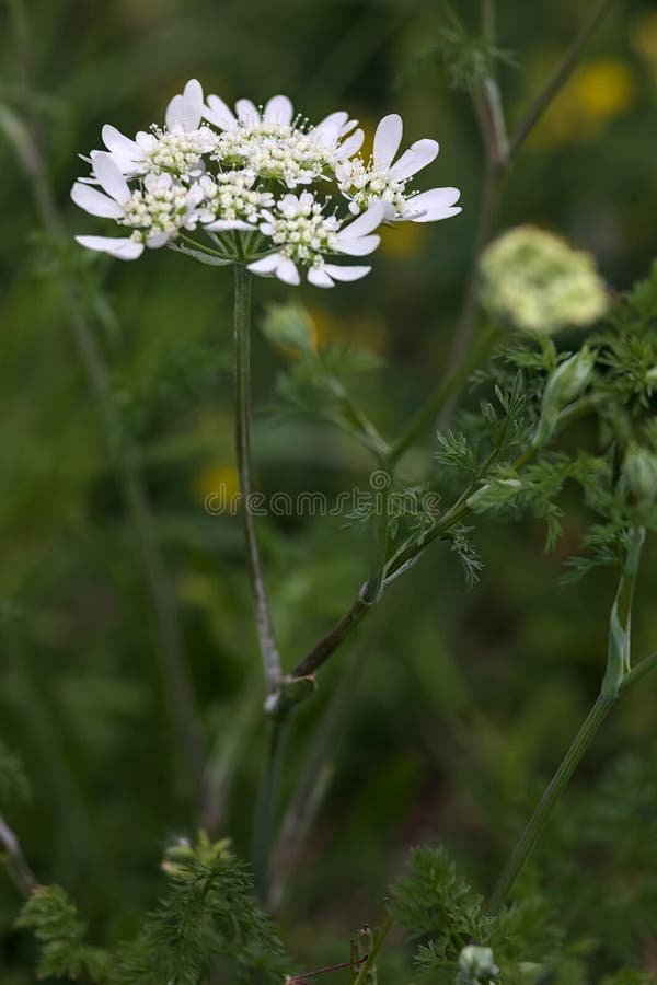 White Wildflowers in Bloom Seen Up Close Stock Photo - Image of growth ...