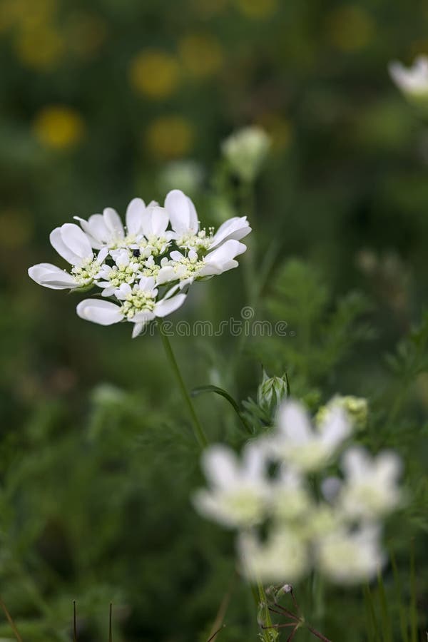 White Wildflowers in Bloom Seen Up Close Stock Photo - Image of color ...
