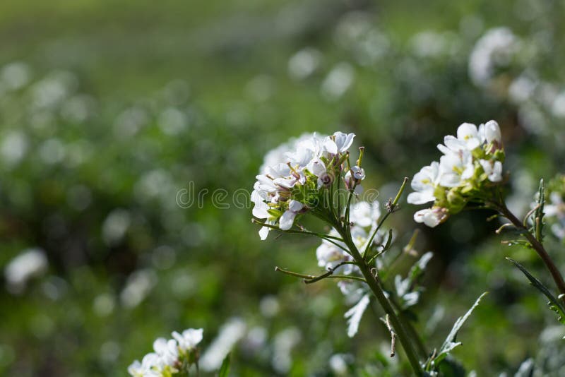 White Wildflowers stock photo. Image of grass, beauty - 89646446