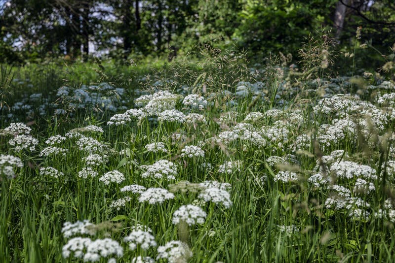 White Wildflowers in the Field. Summer Forbs Stock Photo - Image of ...