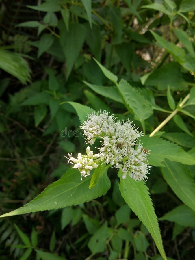 Wild Flowers that Grow Naturally Grow Around the Garden Stock Image ...