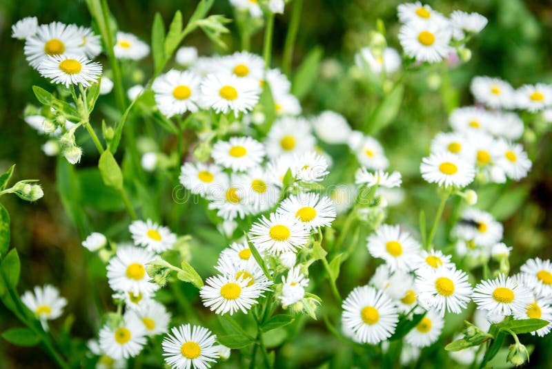 White Wildflowers Growing in Field Stock Photo - Image of floral ...