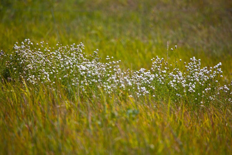White wildflowers stock image. Image of fleur, green - 35414075