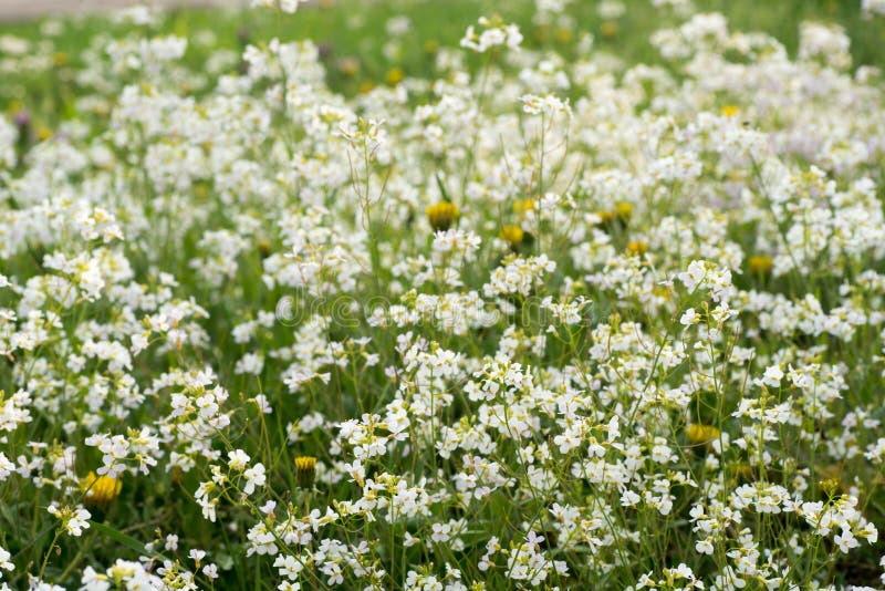 White Wildflowers in Meadow Stock Image - Image of garden, flower ...