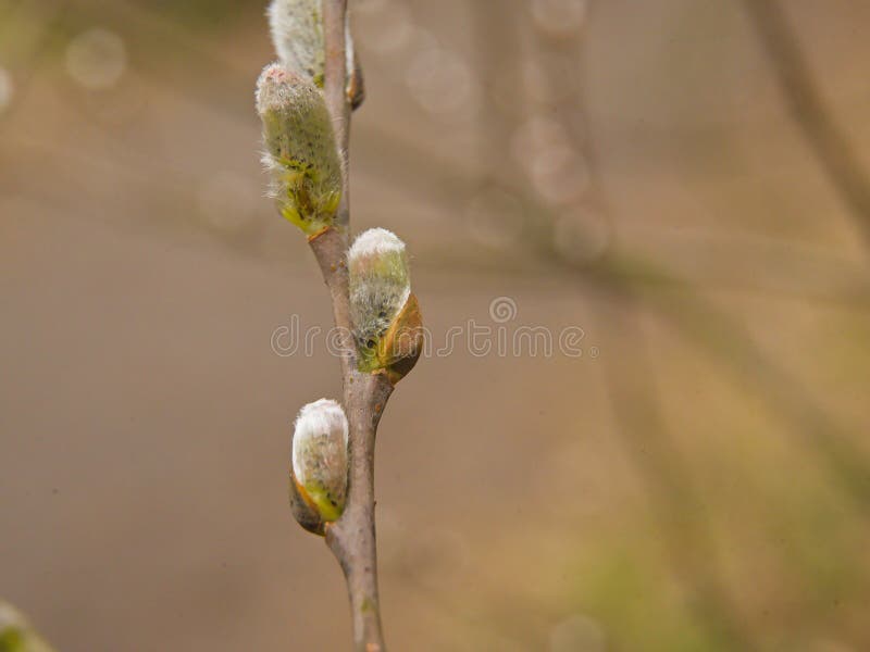White Willow Catkins on a Twig - Salix Discolor Stock Image - Image of ...
