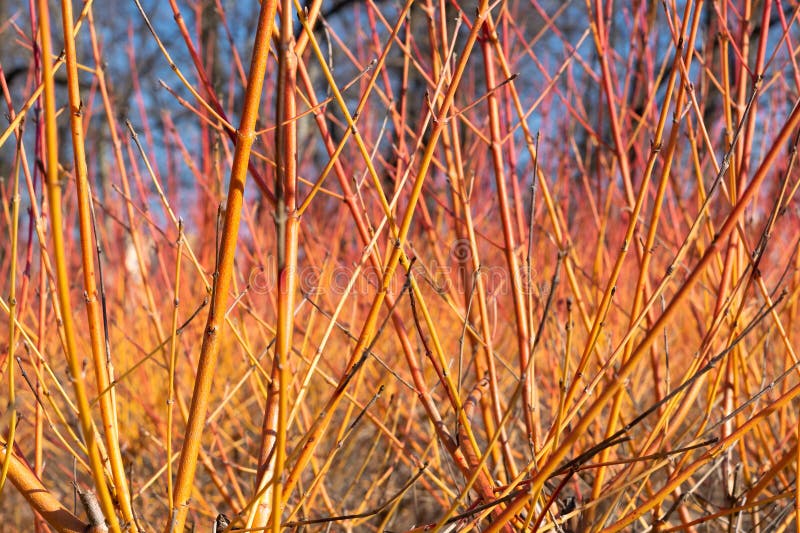 White Willow, Salix Alba Chermesina. Multi-colored Bush Branches Stock ...