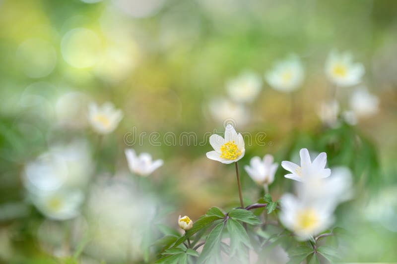 White Windflower Blossom (Anemonoides Nemorosa). Stock Photo - Image of ...