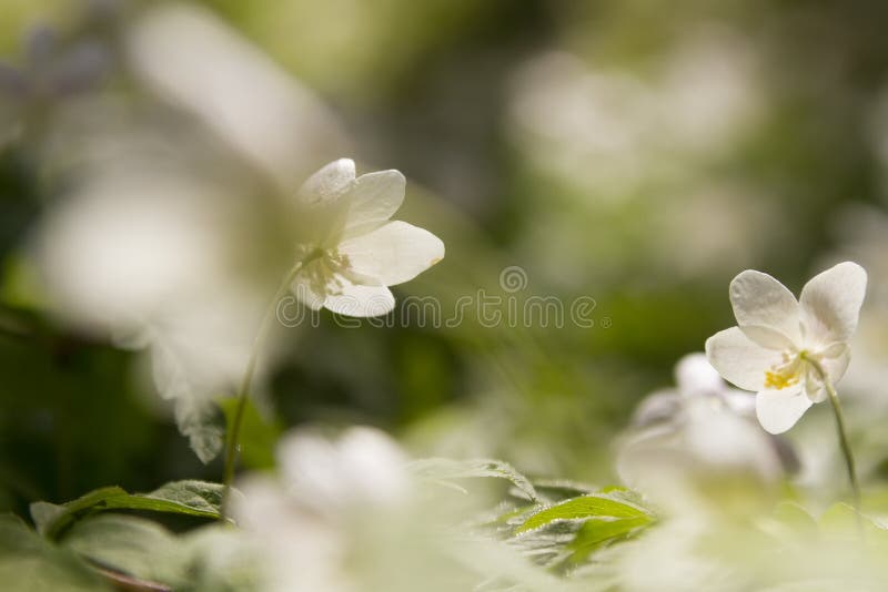 White windflower stock image. Image of macro, wallpaper - 52673301
