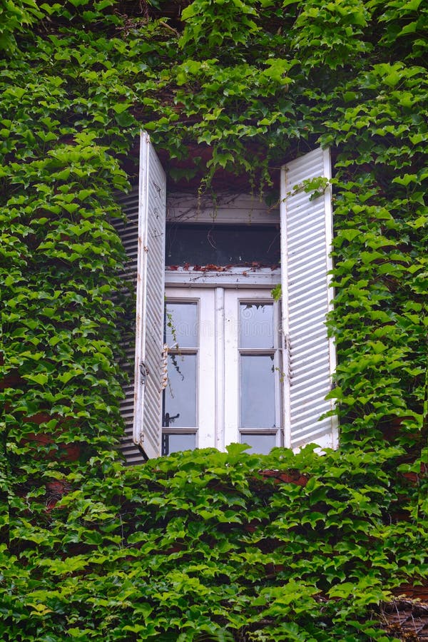 White Window with Bars Surrounded by Plants Stock Image - Image of ...