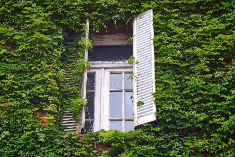 White Window with Bars Surrounded by Plants Stock Image - Image of ...