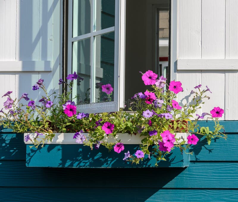 White Window Decorated with Petunia Flower Box Stock Photo - Image of ...