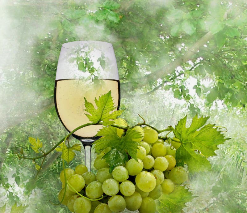 White wine stock image. Image of white, stilllife, food - 26354665