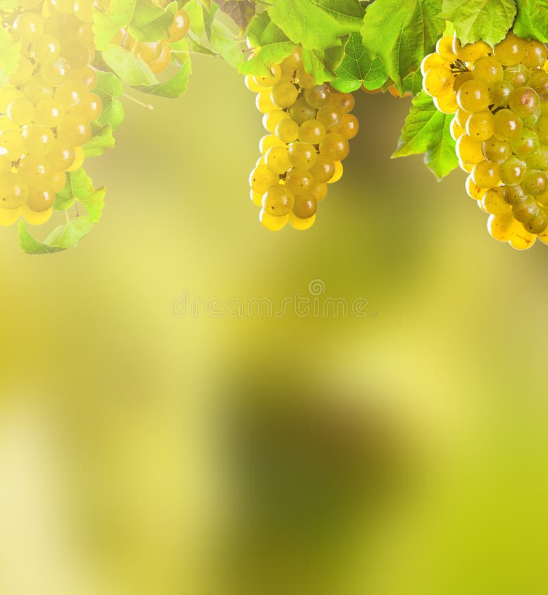 Red Wine Grapes Isolated on White Background Stock Image - Image of ...
