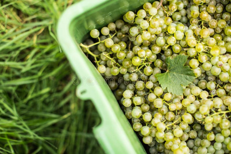 White Wine Grapes in a Plastic Box Stock Photo - Image of country ...
